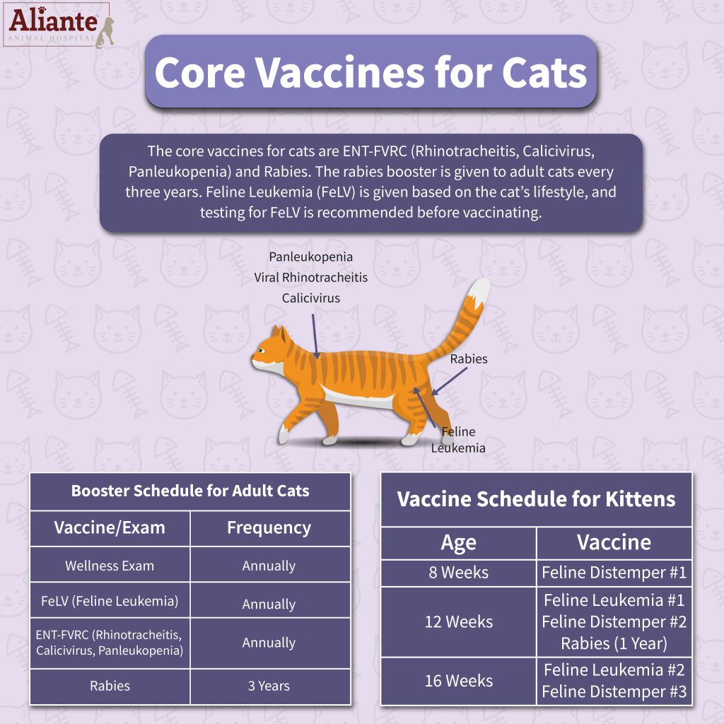 Kitten Care at Aliante Animal Hospital - Aliante Animal Hospital